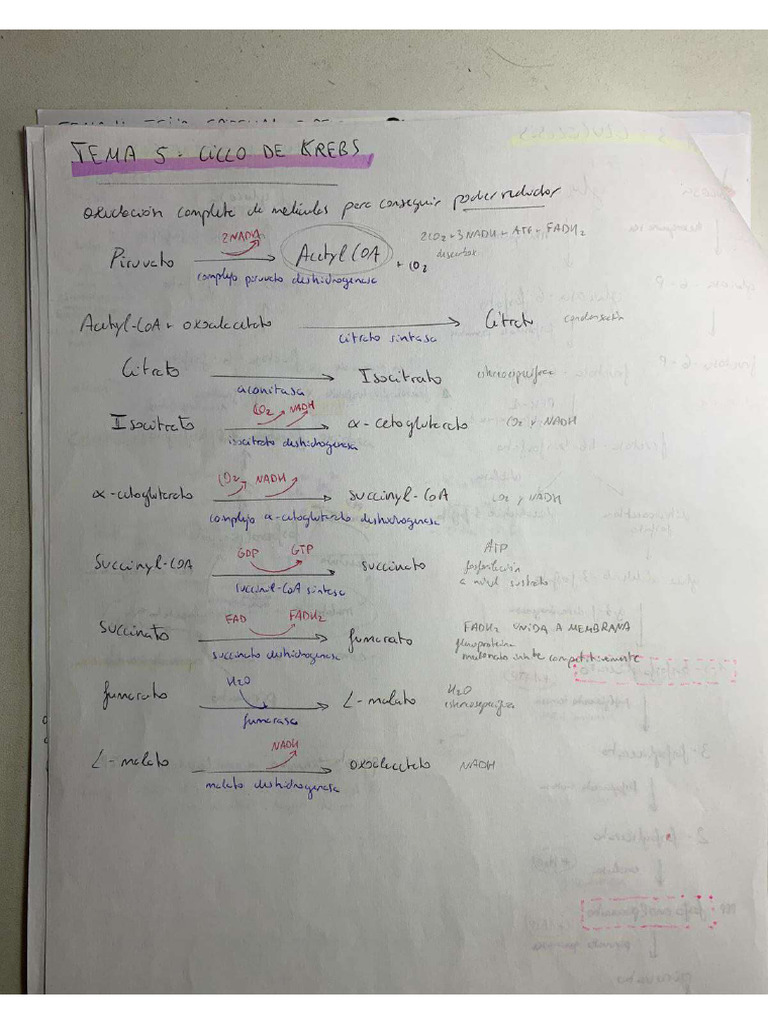 Esquema T5 Ciclo Krebs | PDF