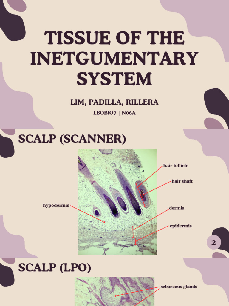LBOBIO7 Integumentary Tissue | PDF