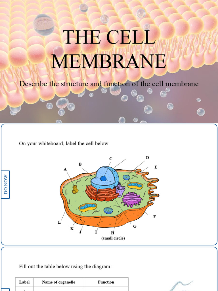 The Cell Membrane | PDF | Cell Membrane | Lipid Bilayer