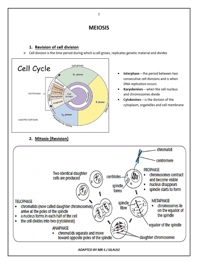 MEIOSIS Notes | PDF | Meiosis | Chromosome