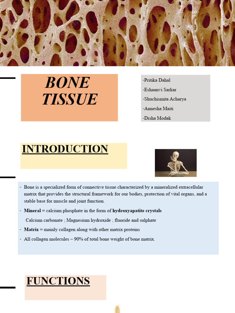 Bone Tissue | PDF