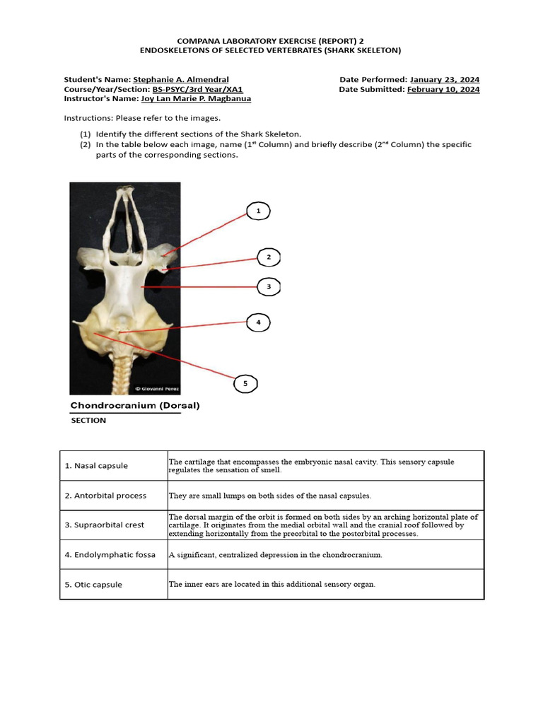 Complab Exercise 2 Shark | PDF | Vertebral Column | Vertebra