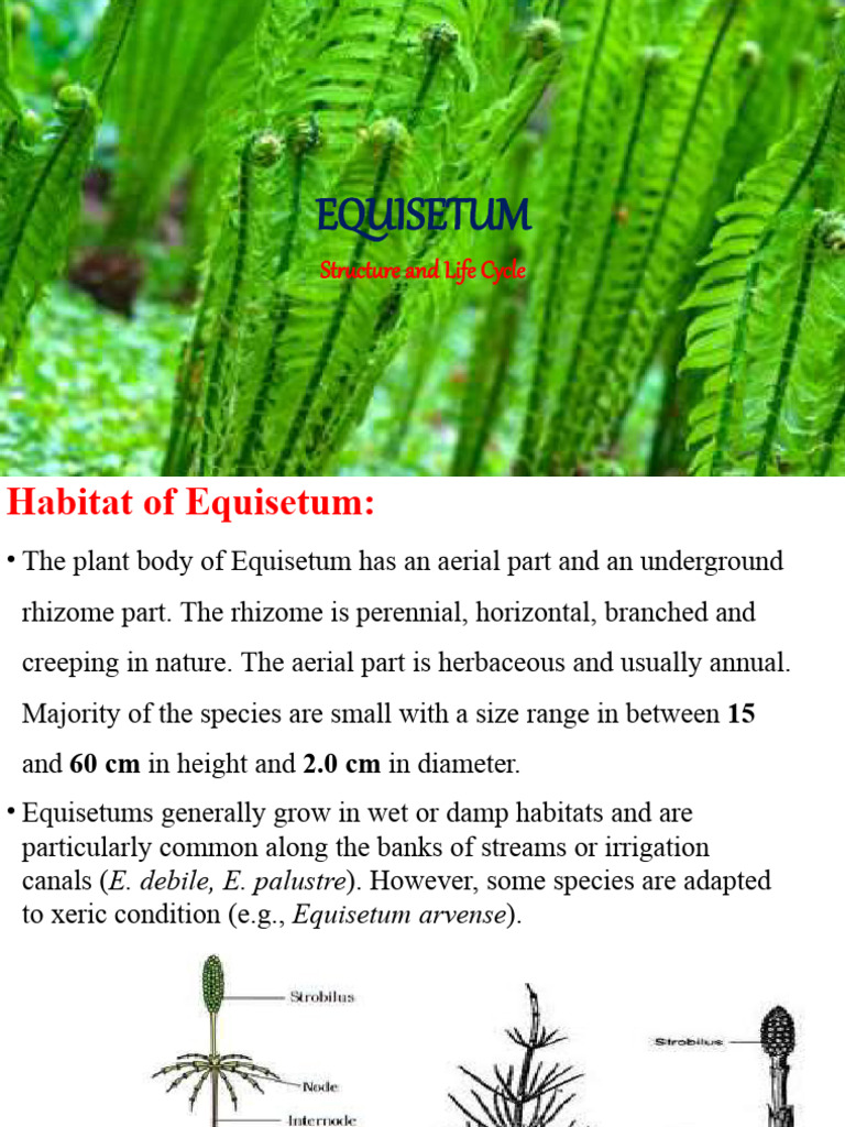 Equisetum Structure and Life Cycle Overview | PDF | Plant Stem | Leaf