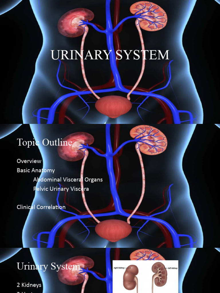 Urinary System | PDF | Kidney | Urinary System