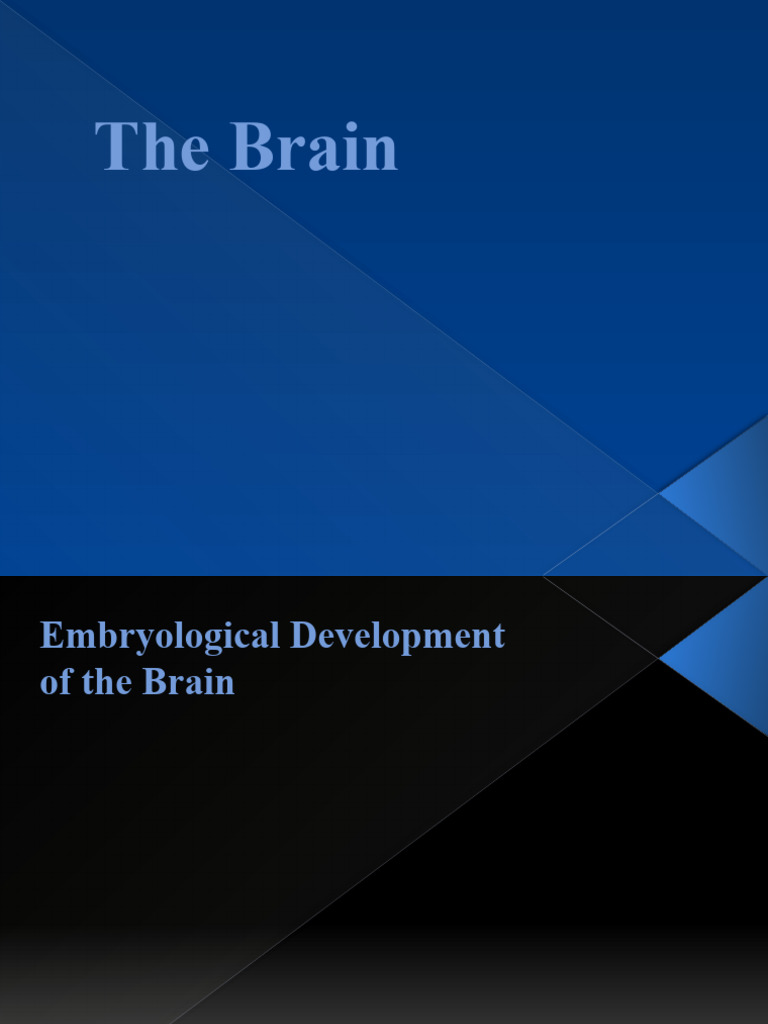 The Brain | PDF | Cerebrospinal Fluid | Human Head And Neck