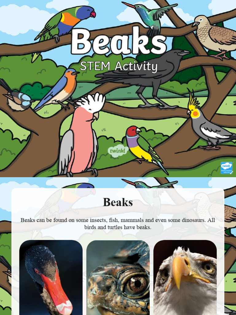 Au SC 2161 Bird Beak Adaptation Powerpoint English Ver 1 | PDF | Birds ...