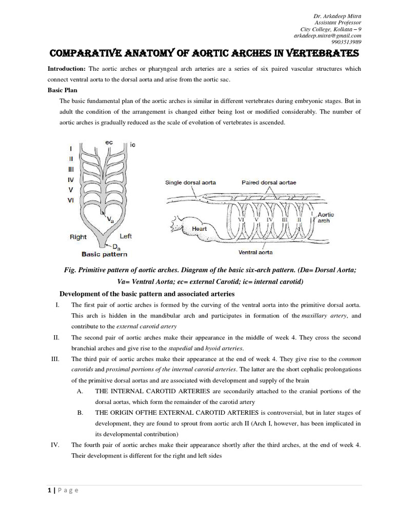 Comparative Anatomy of Aortic Arches in Vertebrates | PDF