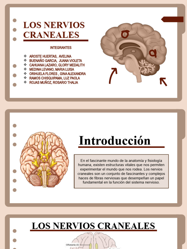 Nervios Craneales - Grupo05 | PDF | Ojo | Nervio vago