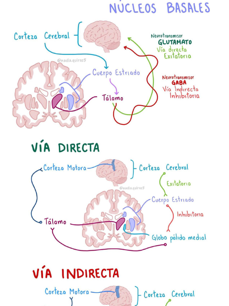 Fisiología de Los Nucleos Basales | PDF