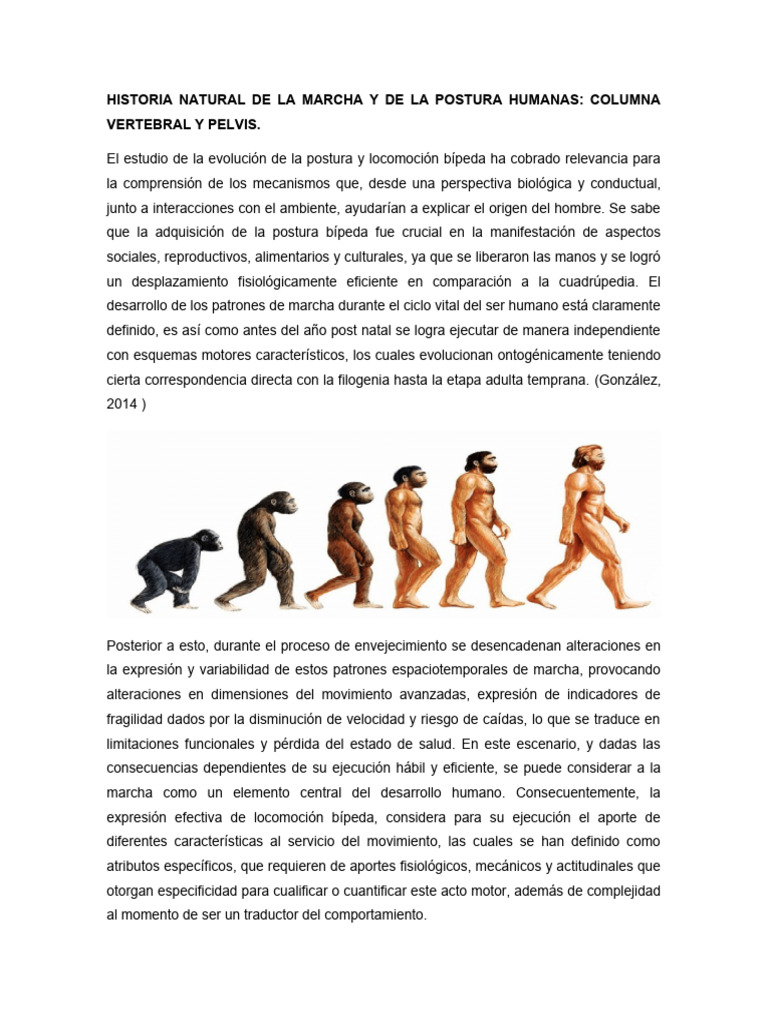 Evolución de la Marcha Bípeda Humana | PDF