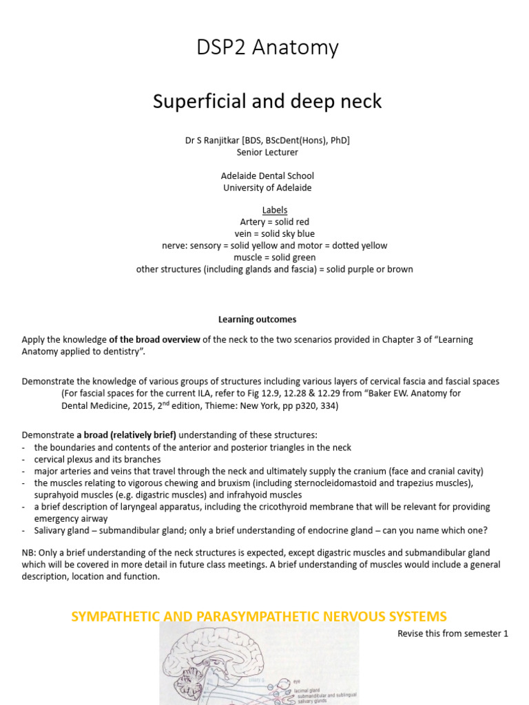 2 Neck Slides | PDF | Common Carotid Artery | Neck