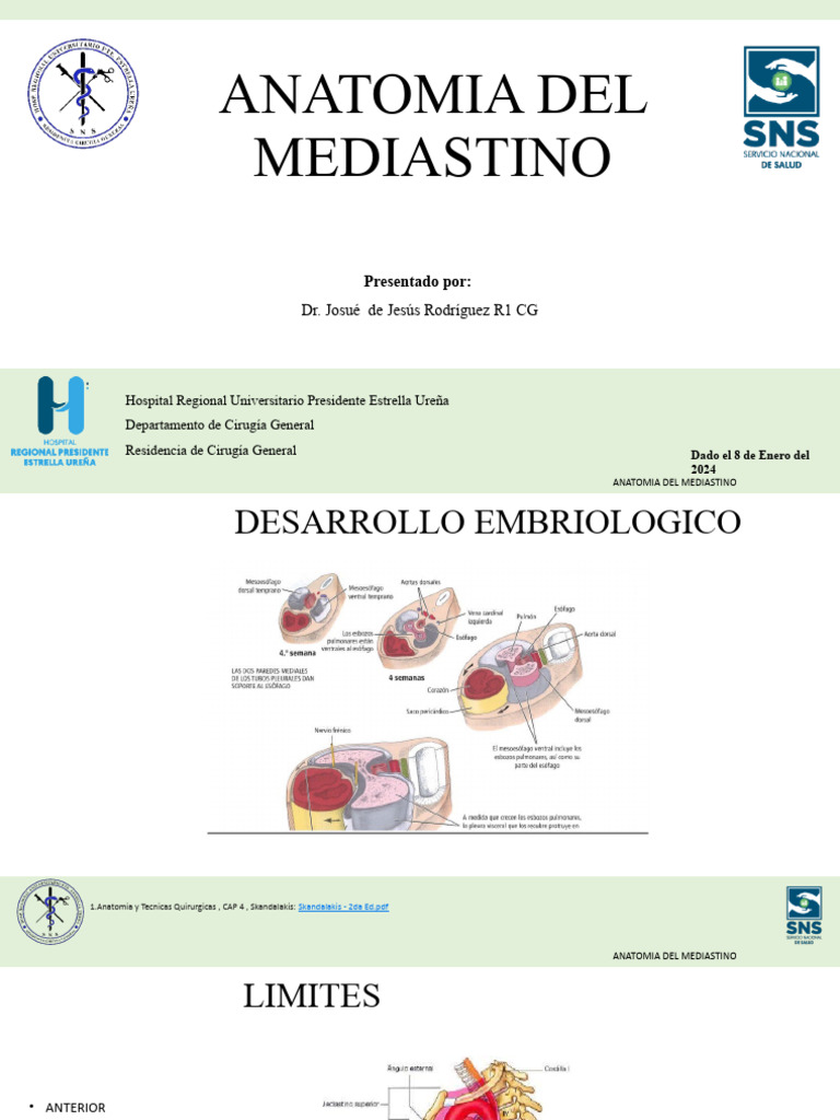 Anatomia Del Mediastino Qx - CPG [Autoguardado] | PDF | Morfología ...