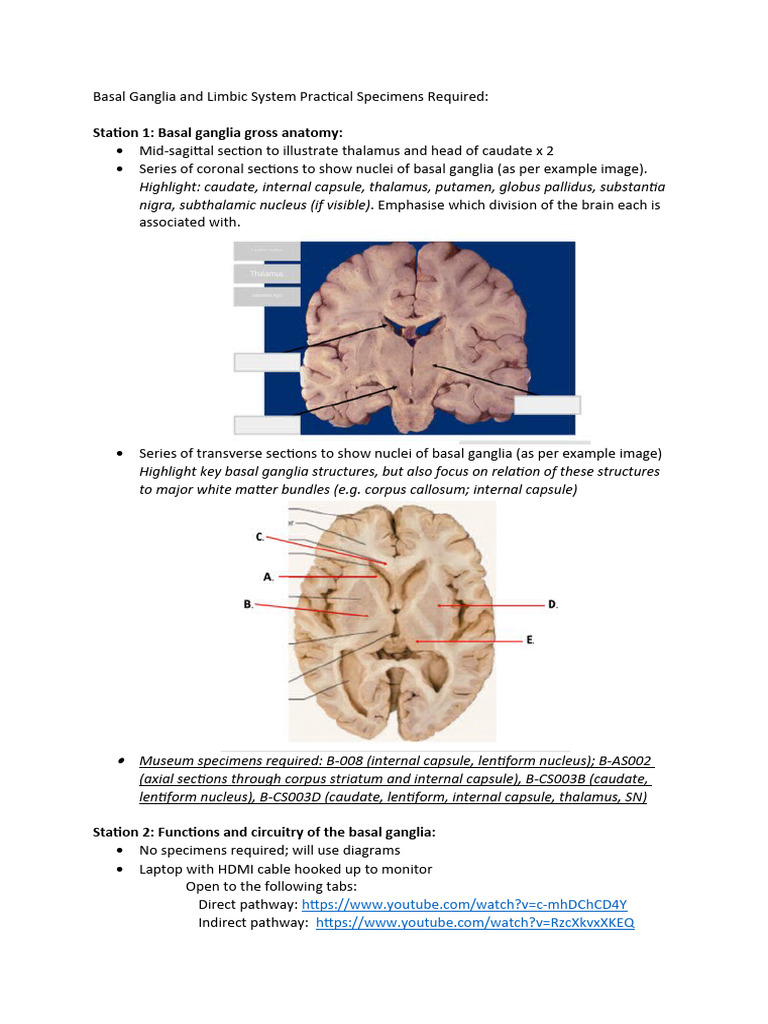 Basal Ganglia And Limbic System Overview Pdf Basal Ganglia Brain
