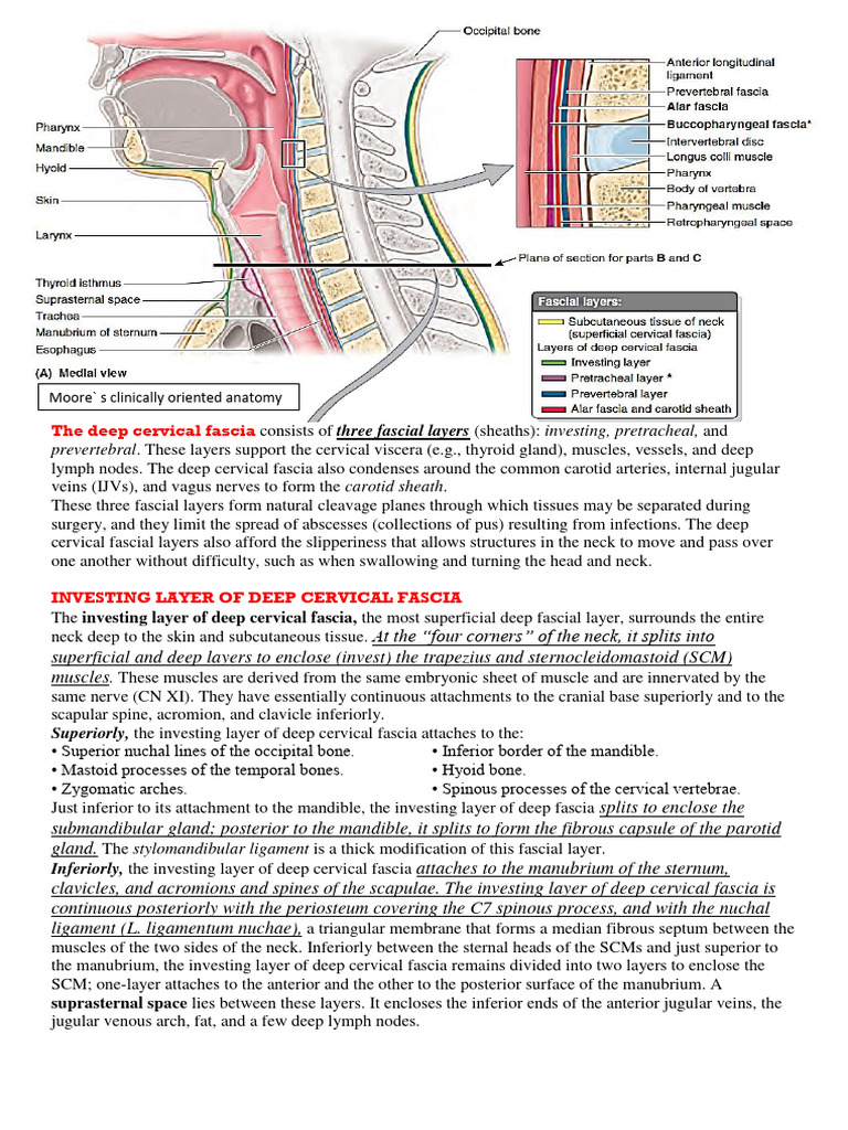 Cervical Fascia | PDF | Neck | Common Carotid Artery
