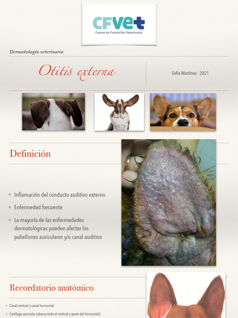 Clase 8 Otitis Externa | PDF