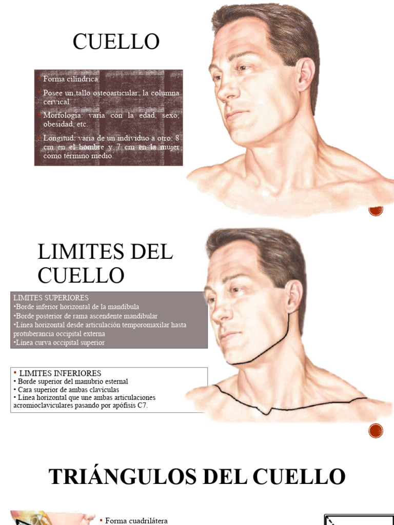 Anatomía y Contenido de Los Espacios Del Cuello JH | PDF | Anatomía humana | Cabeza y cuello humanos