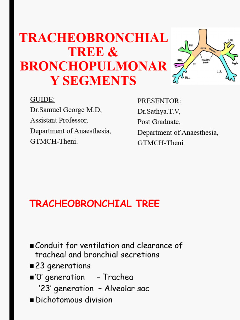 Tracheobronchial Tree and Bronchopulmonary Segments | PDF | Lung ...