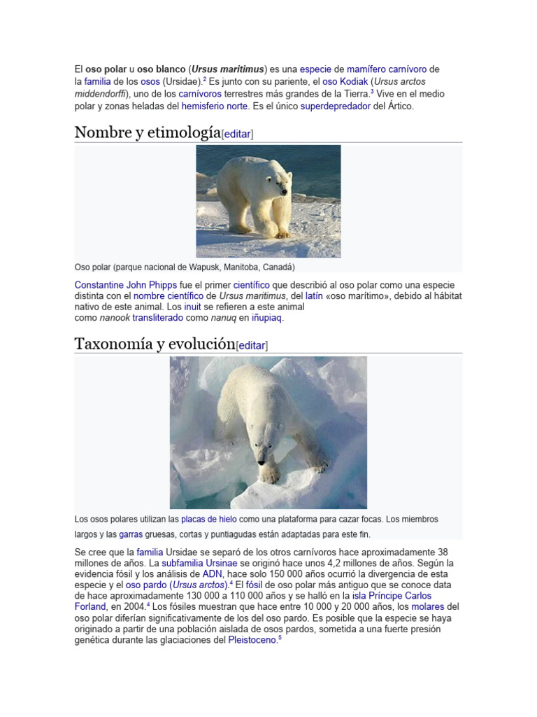 El Oso Polar | PDF | Oso polar | Osos