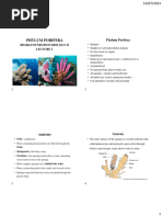 Sponge Body Plans: Asconoid Explained | PDF | Sponge | Cell Biology