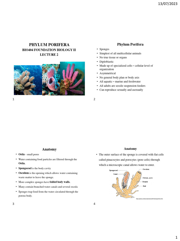 BIO404-Lecture 2 Phylum Porifera | PDF | Sponge | Organisms