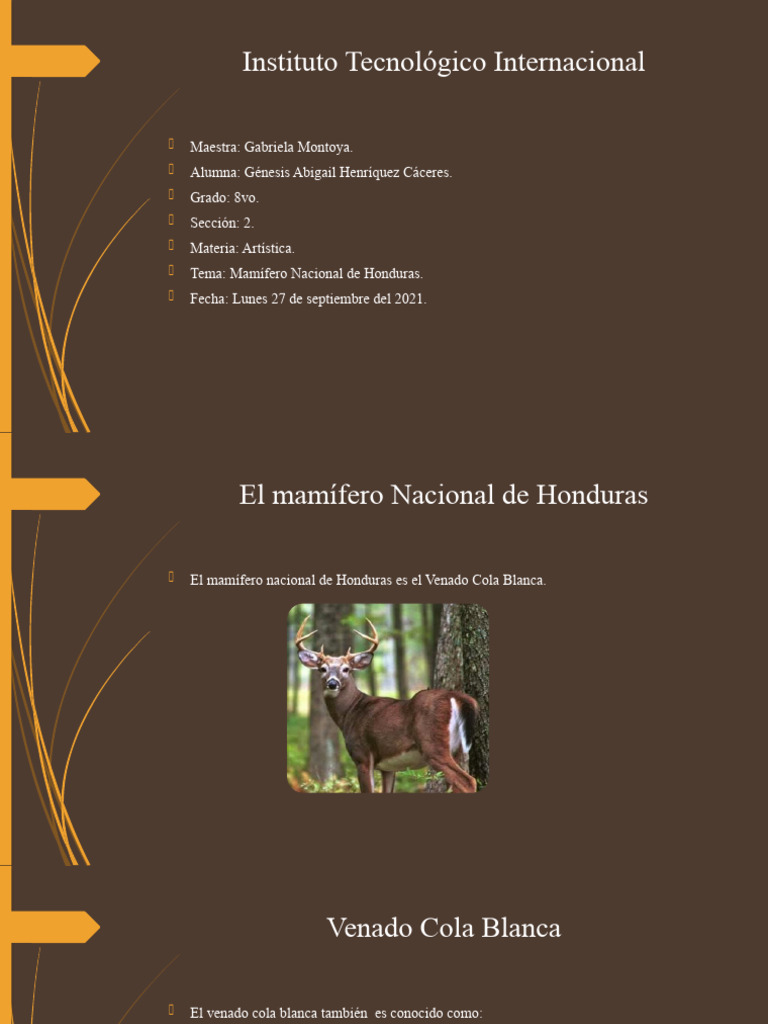 Venado Cola Blanca: Símbolo Nacional de Honduras | PDF
