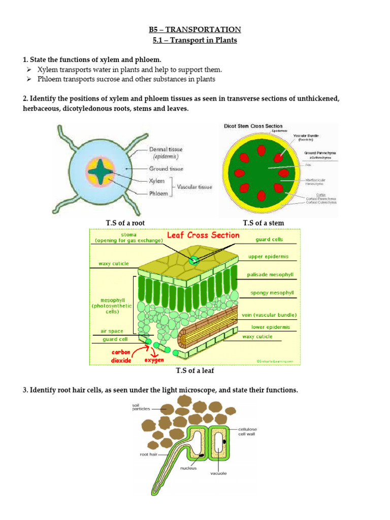 Xylem and Phloem in Leaf Structure | PDF | Leaf | Root