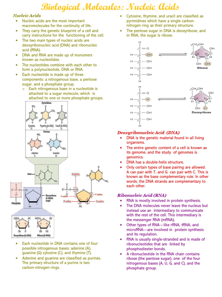 Nucleic Acids | PDF | Rna | Nucleic Acids