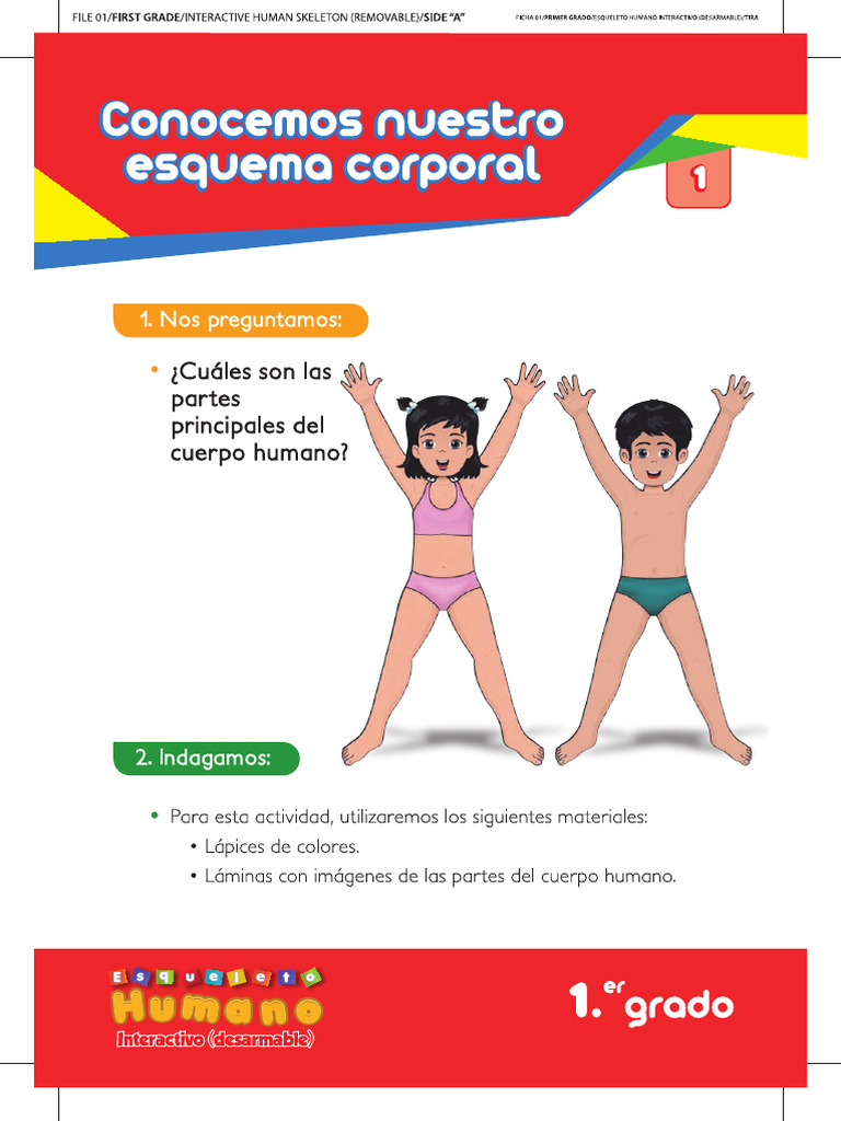 Conociendo Nuestro Esquema Corporal | PDF