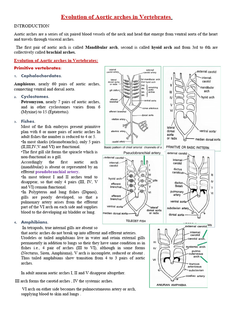 Vertebrate Aortic Arch Evolution | PDF | Aorta | Ventricle (Heart)