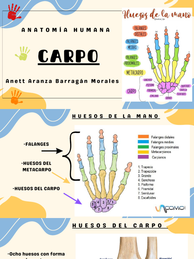 Anatomía de los 8 Huesos del Carpo | PDF | Mano | Sistema ...