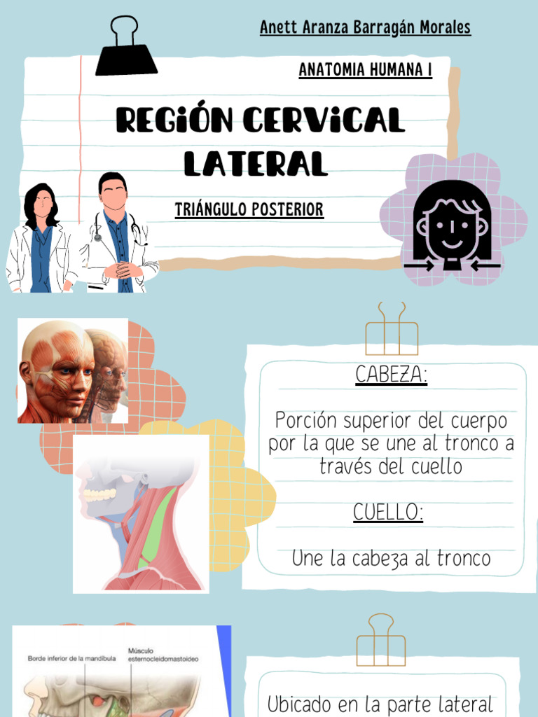 Región Cervical Lateral TP | PDF | Anatomía | Cabeza y cuello humanos