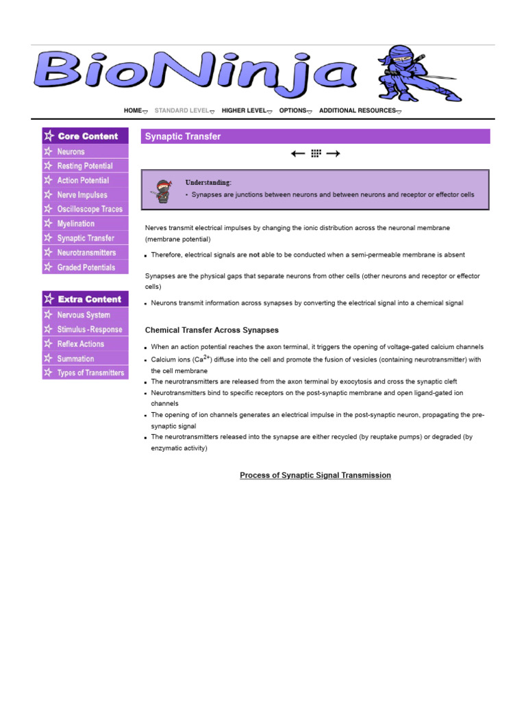 Synaptic Transfer - BioNinja | PDF