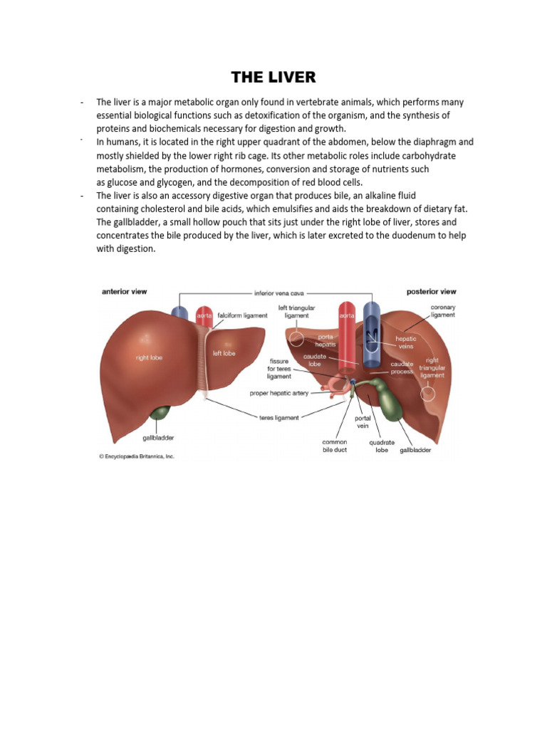 Liver | PDF
