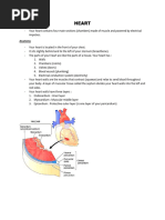 Structure of Human Heart | PDF