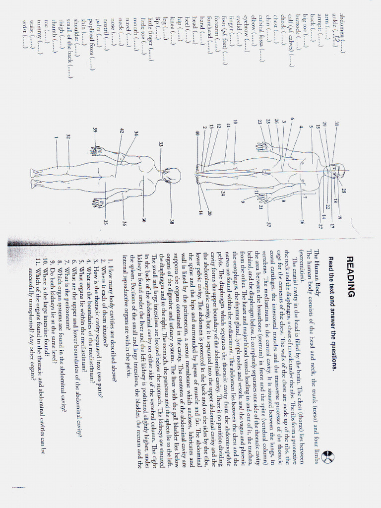 Anatomy Parts and Contents of The Body | PDF