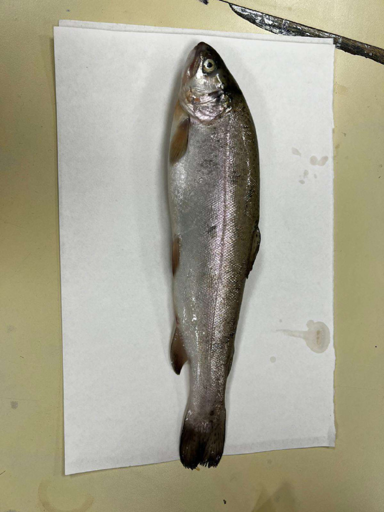 Diccionario de Un Pescao | PDF