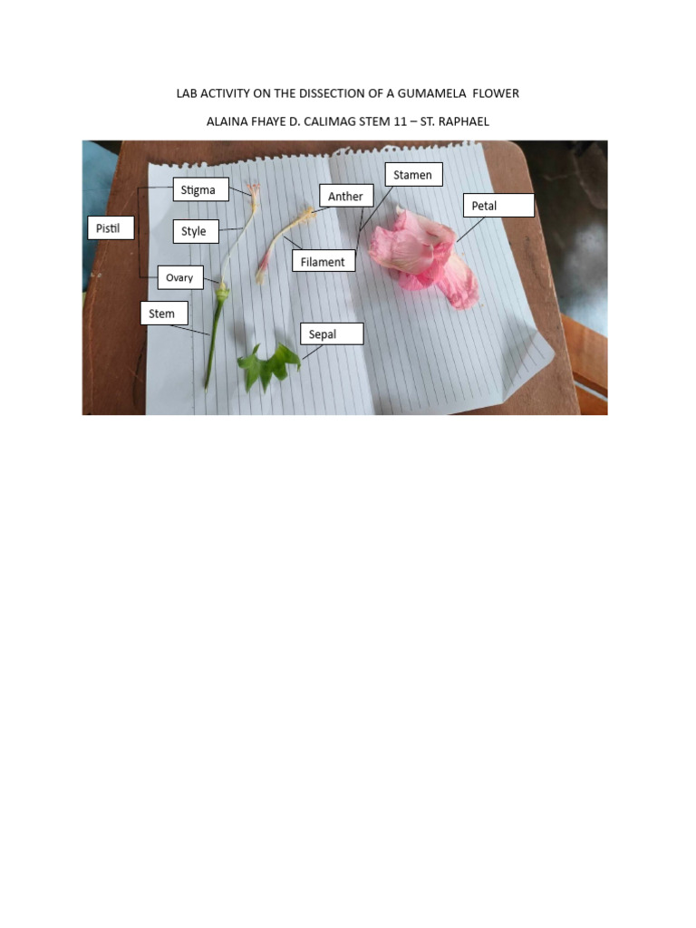 Dissection of Gumamela Flower Parts | PDF