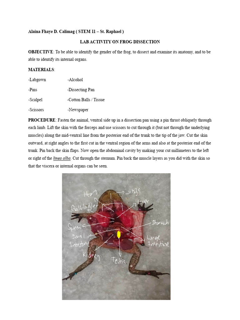 Dissection of Frog | Download Free PDF | Frog | Anatomy
