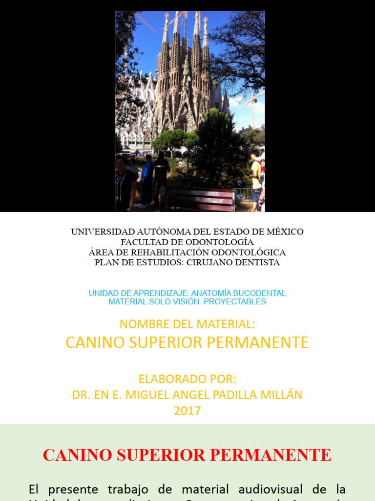 Anatomía del Canino Superior Permanente | PDF | Ramas de Odontología ...