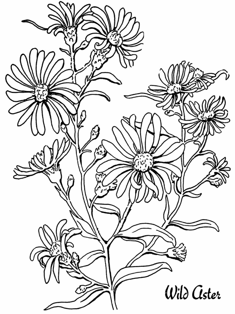Aster Flower Coloring Pages GraphicsFairy | PDF