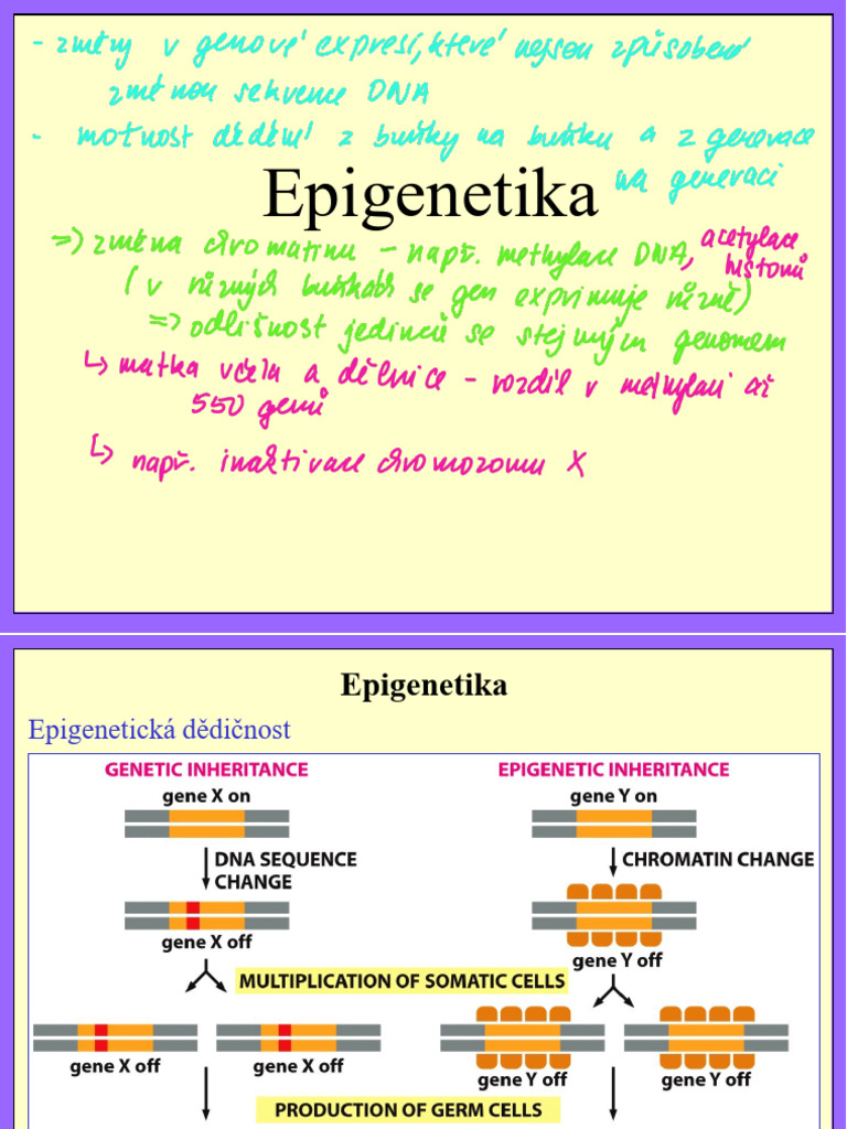 Epigenetika | PDF