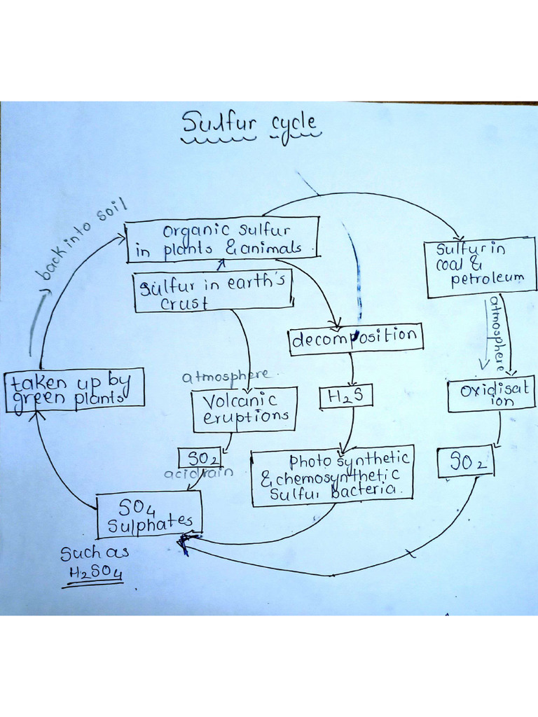 Sulfur Cycle | PDF
