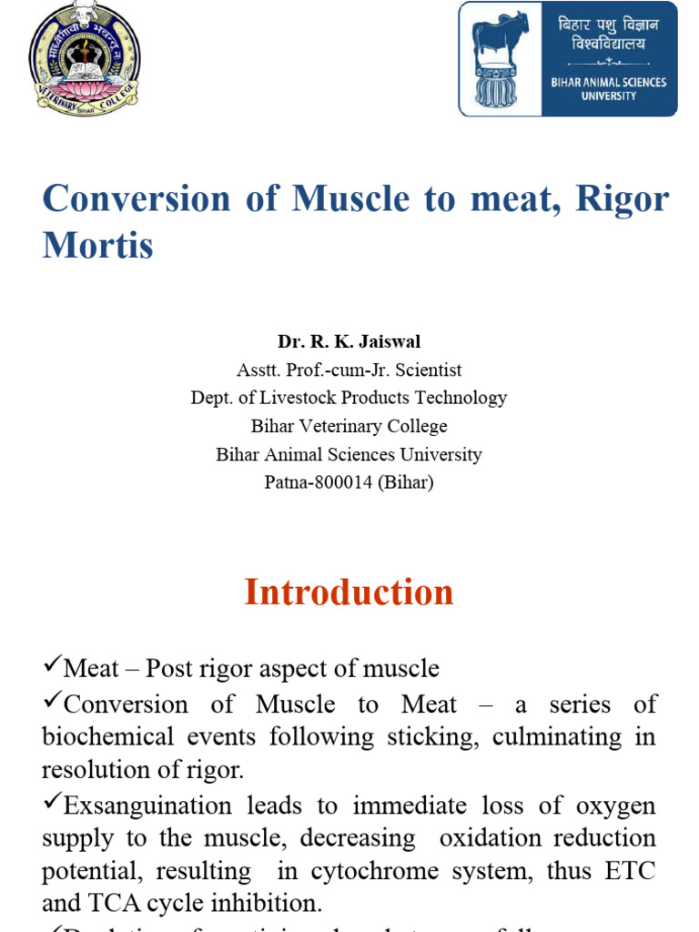Conversion of Muscle To Meat | PDF | Skeletal Muscle | Meat