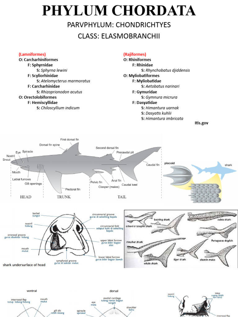 Praktikumtaksonomi Hewan - Phylum Chordata - Chondrichtyes-Osteichtyes | PDF | Kajian Bahasa ...