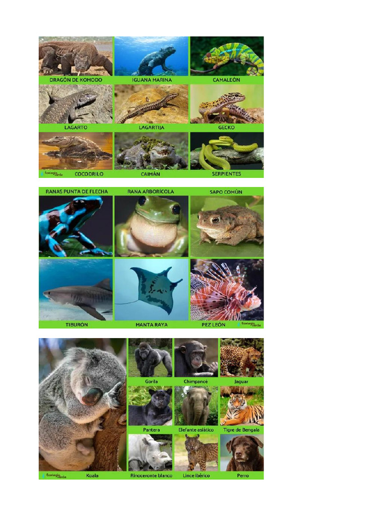 Collage Animales | PDF