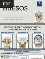 Netter - Anatomía de Cabeza y Cuello para Odontólogos, 3rd Edition Full ...