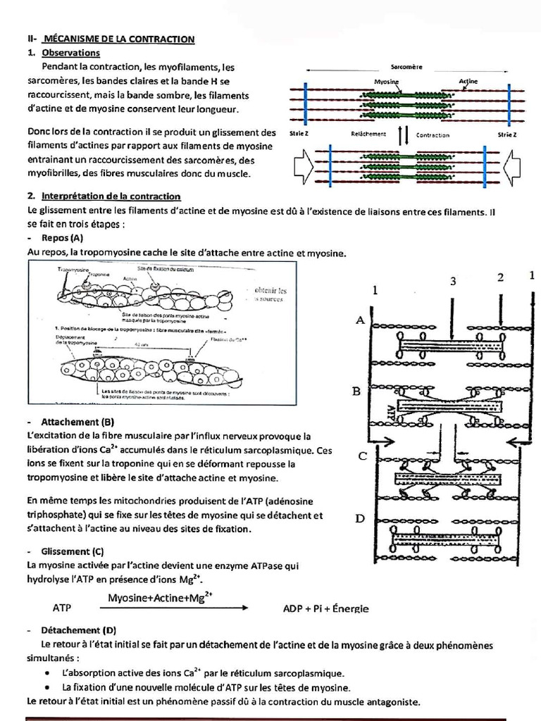 Mécanisme de La Contraction Musculaire. À Imprimer | PDF