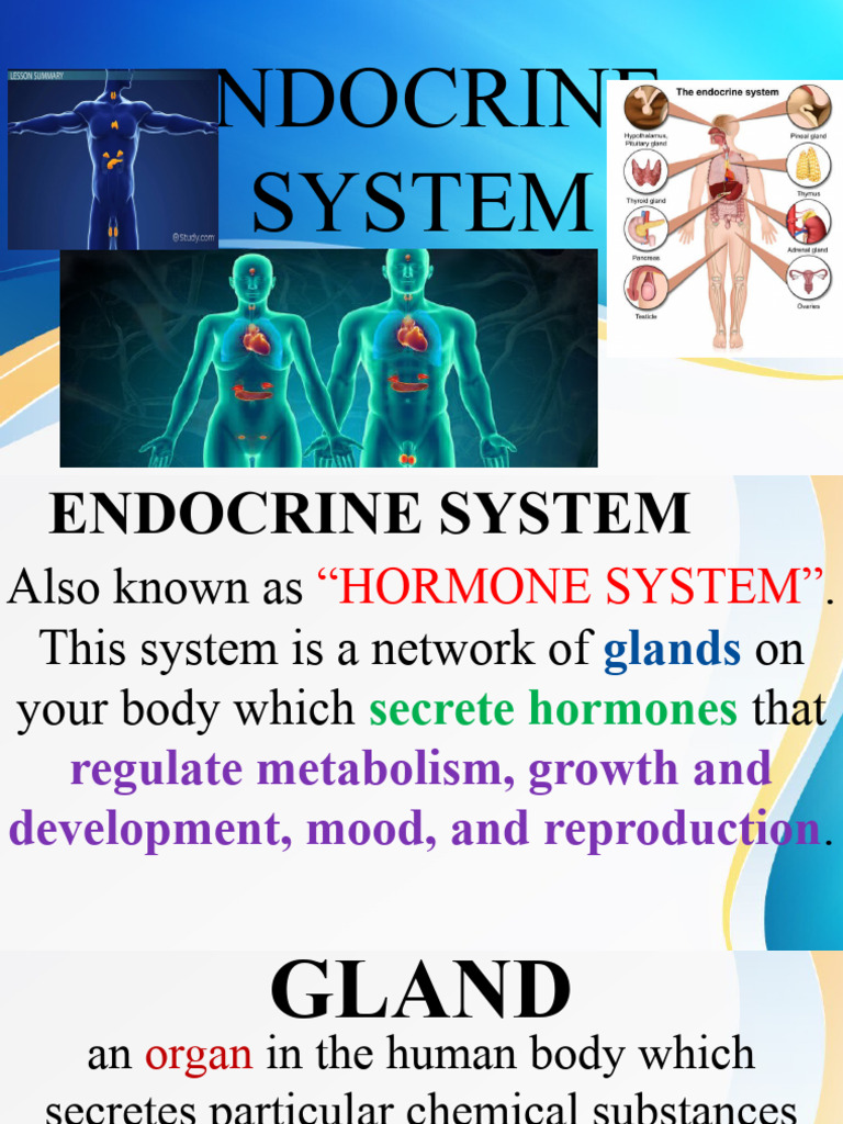 Endocrine System | PDF | Endocrine System | Hormone