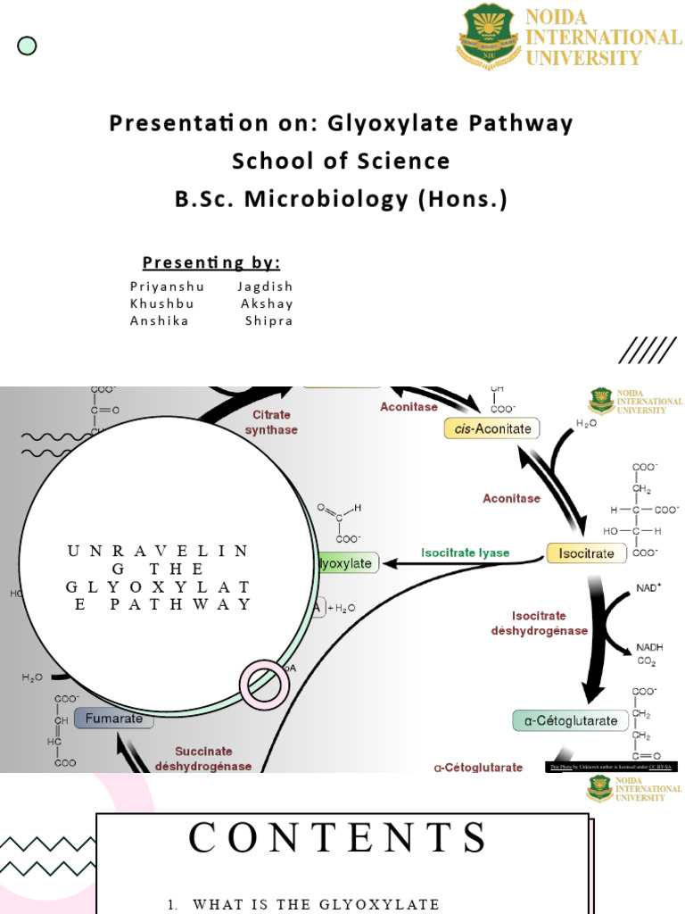 UNRAVELING THE GLYOXYLATE PATHWAY | PDF