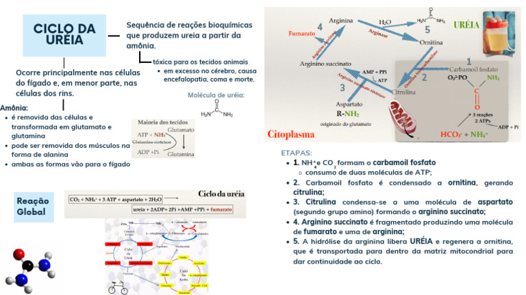 Mapa Ciclo Da Ureia 1 | PDF | Ciências e Matemática